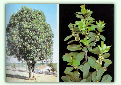 Terra, Pátria e Sapucay: Conheça a "ERVA MATE"